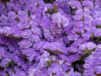 Pikake Flower: Plant Information and Guide – Gardendi