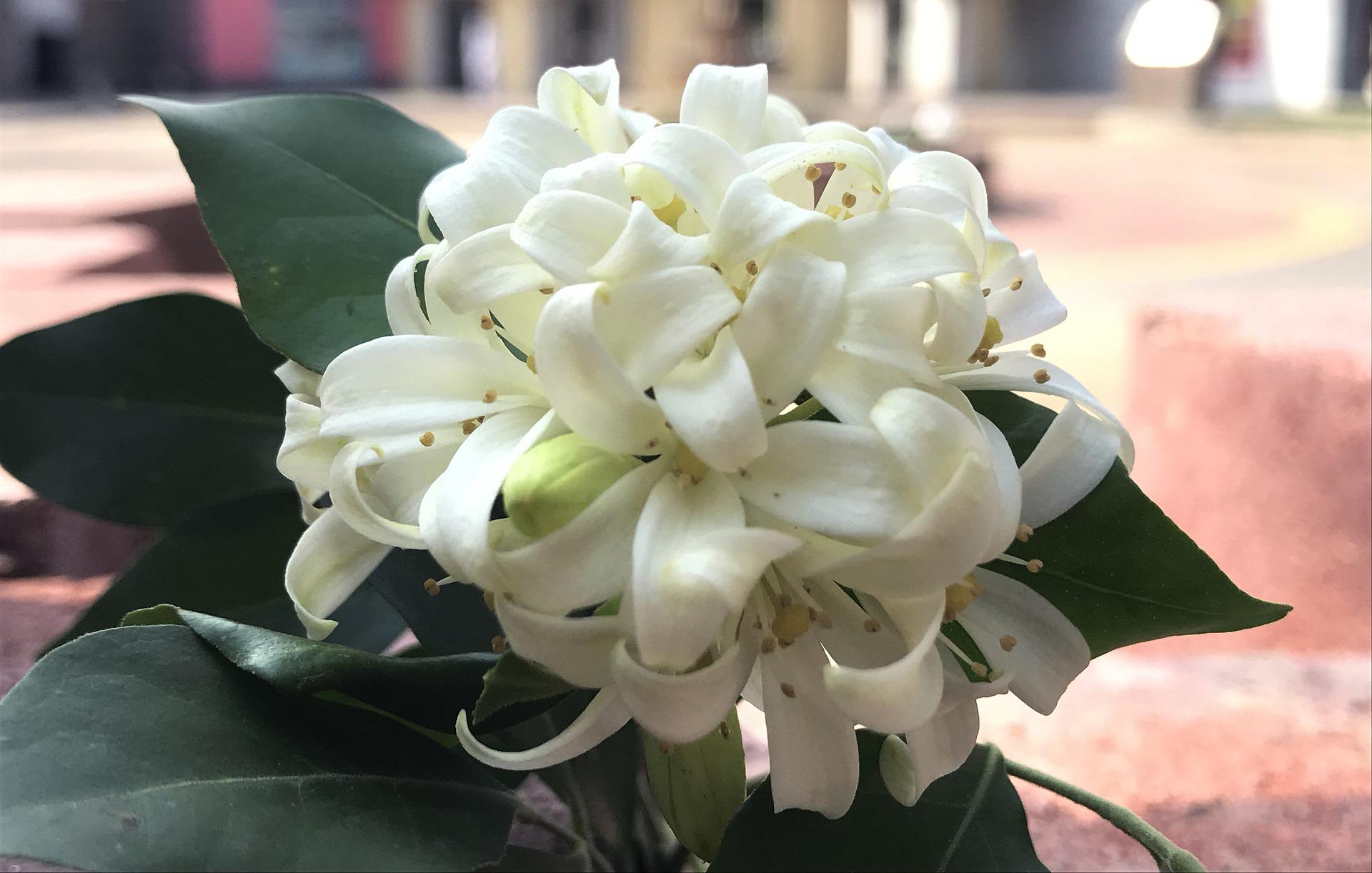 Stephanotis Flower (Stephanotis Floribunda) Guide – Gardendi