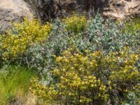 Pikake Flower: Plant Information and Guide – Gardendi