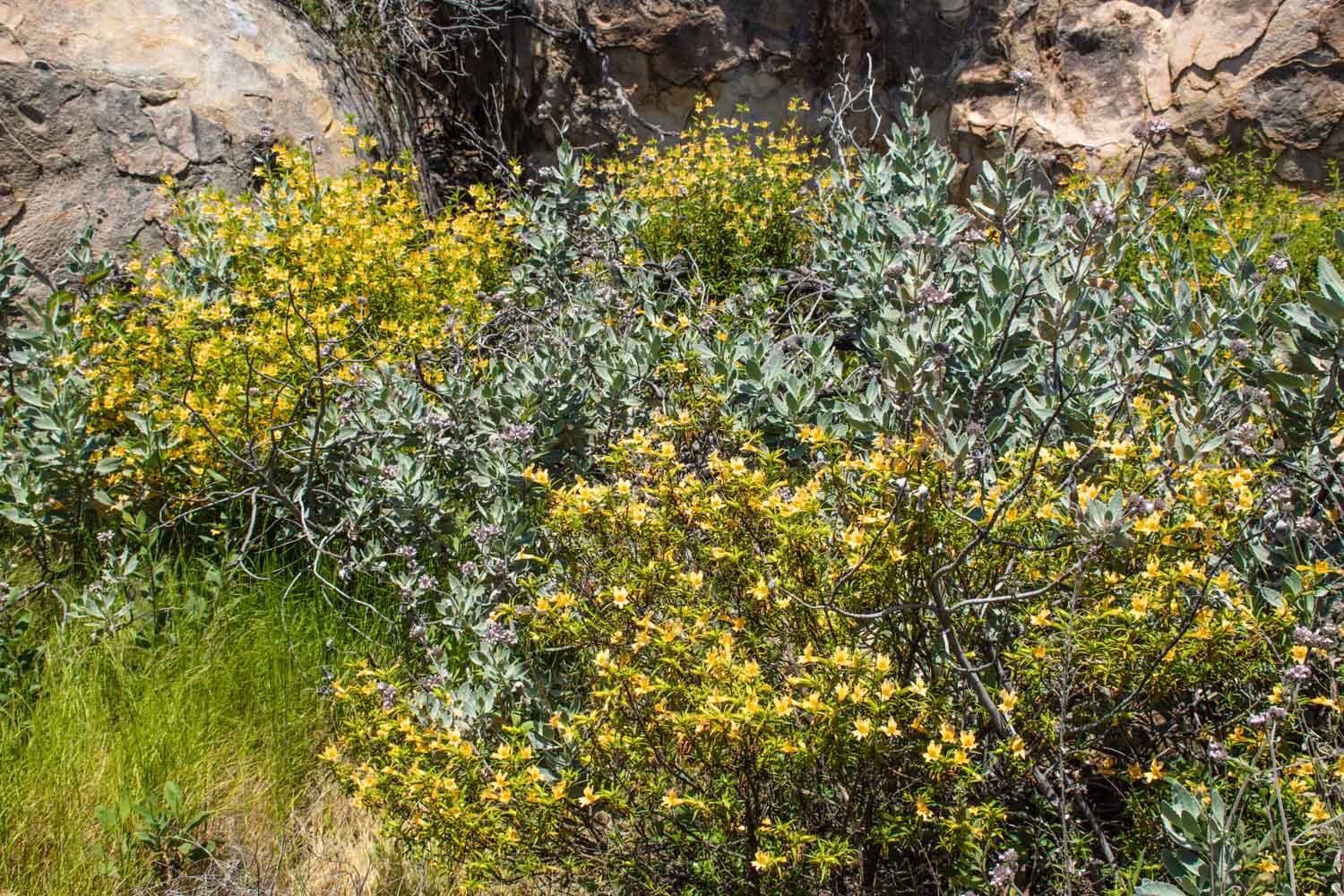 Sticky Monkey Flower: Orange Bush Flower – Gardendi