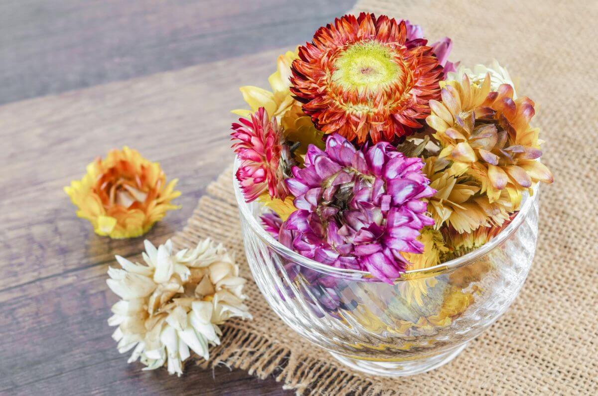 Straw Flower: Growing & Caring for Strawflowers – Gardendi