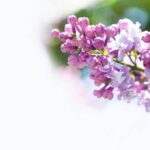 Margarita Flower. Marguerite Daisy Facts, Uses & Care – Gardendi