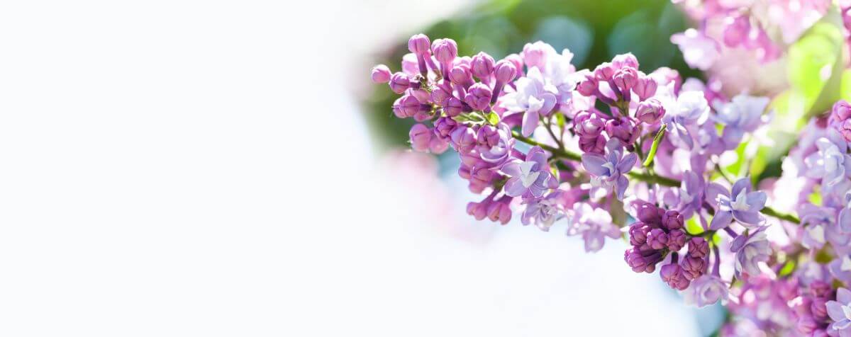 Syringa Flower: All About Common Lilac – Gardendi