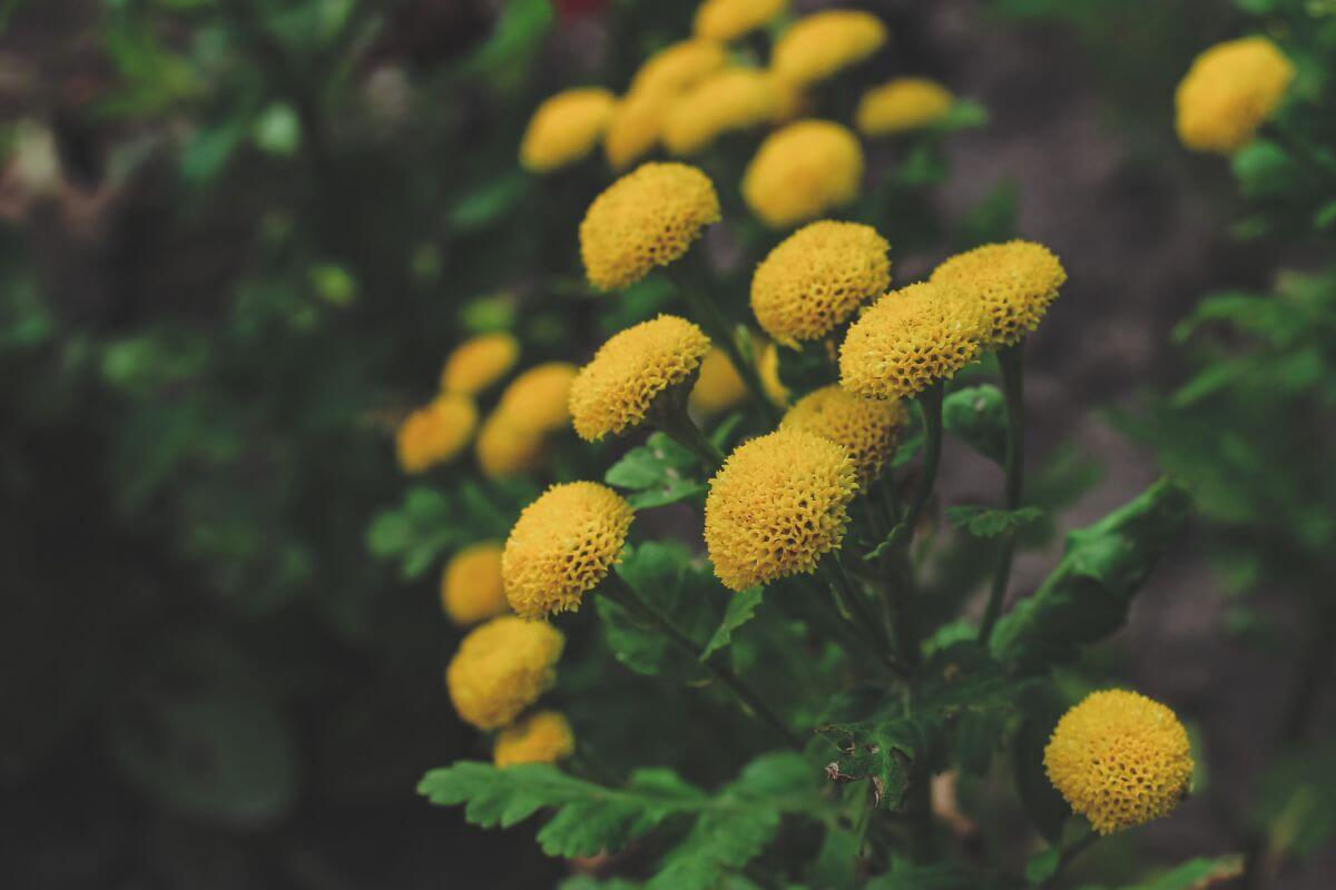 Tansy Flower: Common Tansy (Tanacetum Vulgare) Info – Gardendi