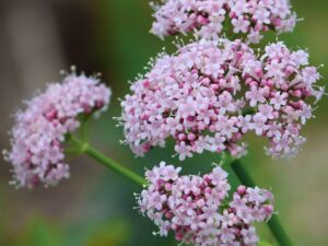 Pikake Flower: Plant Information and Guide – Gardendi