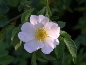 Margarita Flower. Marguerite Daisy Facts, Uses & Care – Gardendi