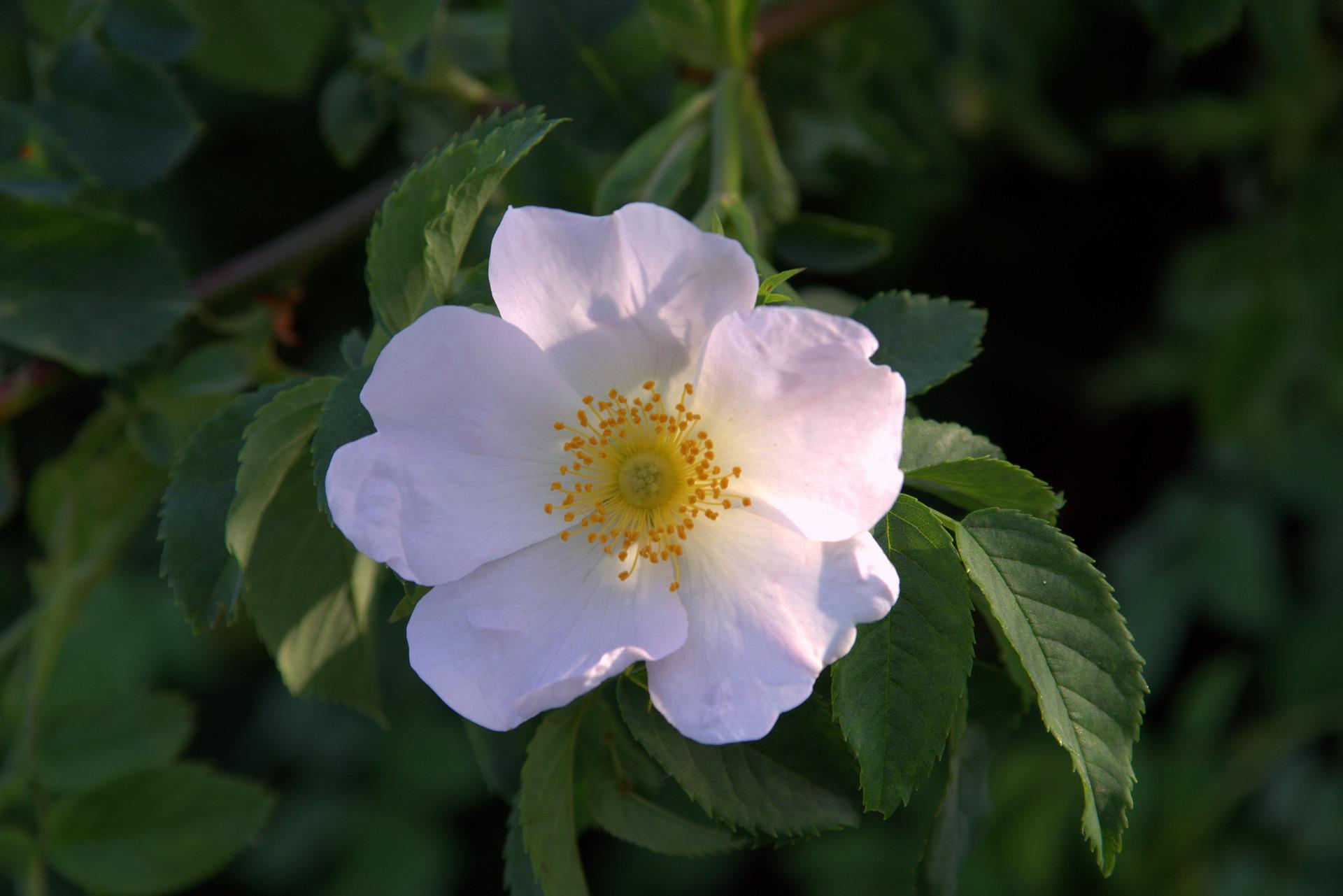 Wild Rose Flower (Rosa Acicularis): A Lovely Wildflower – Gardendi