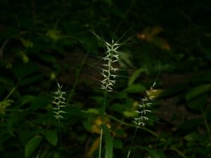 Elephant Grass: All About Pennisetum Purpureum – Gardendi