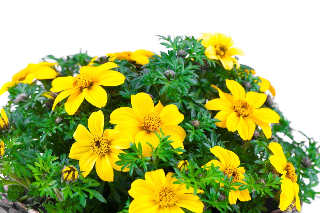 Bidens Flower Genus. Growing the Goldilocks – Gardendi